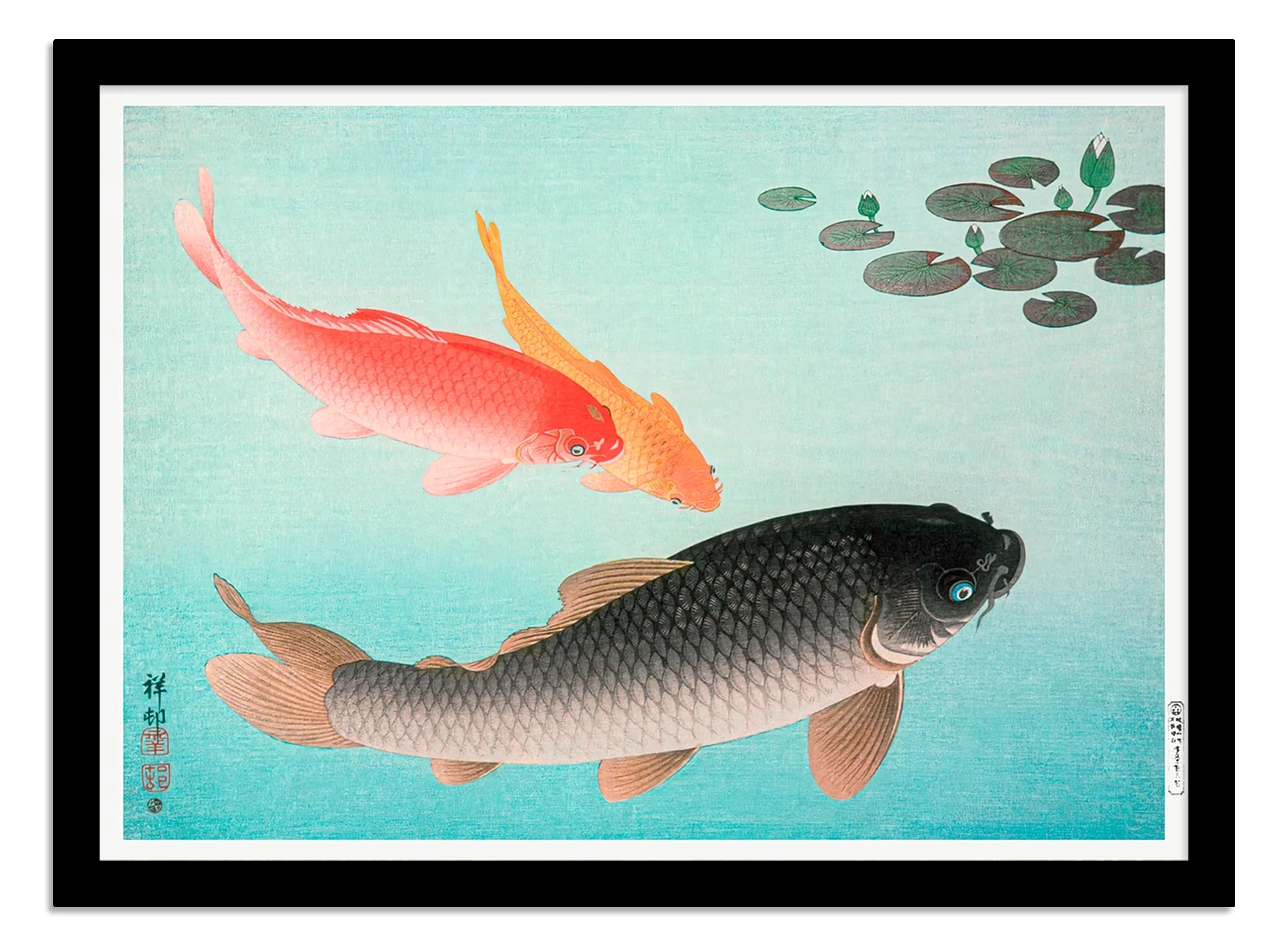 Common and Golden Carp print – Plume Prints